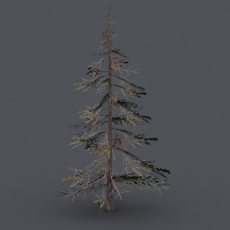 3D model Low poly Spruce Tree VR / AR / low-poly | CGTrader