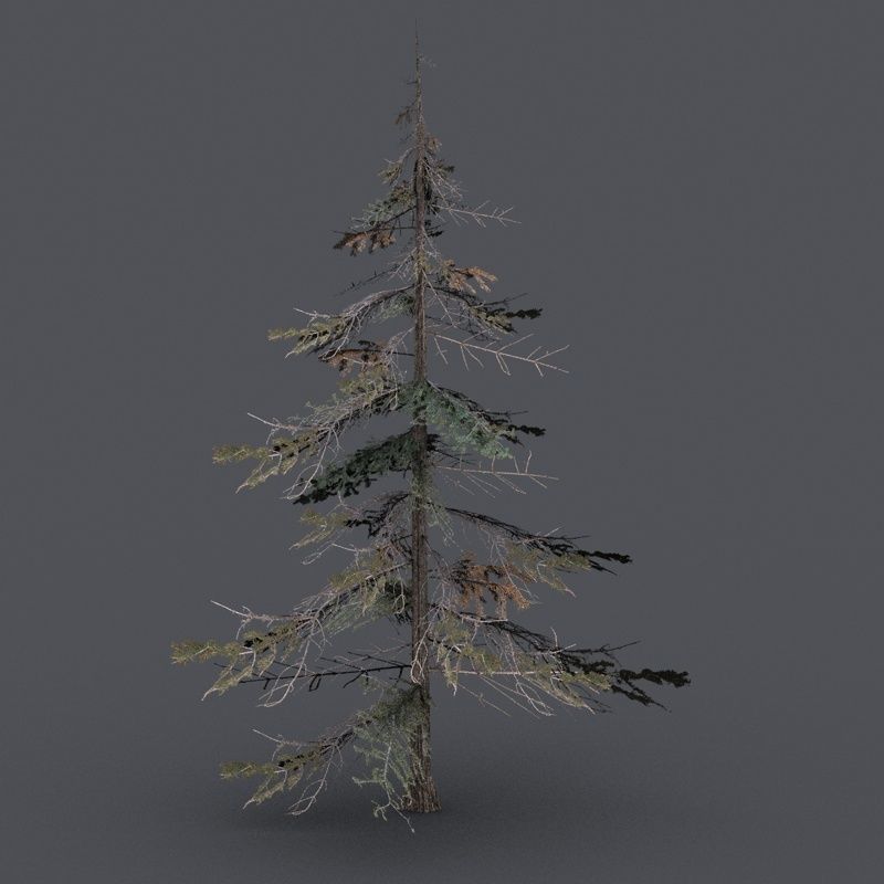 3D model Low poly Spruce Tree VR / AR / low-poly | CGTrader