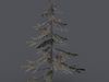 3D model Low poly Spruce Tree VR / AR / low-poly | CGTrader