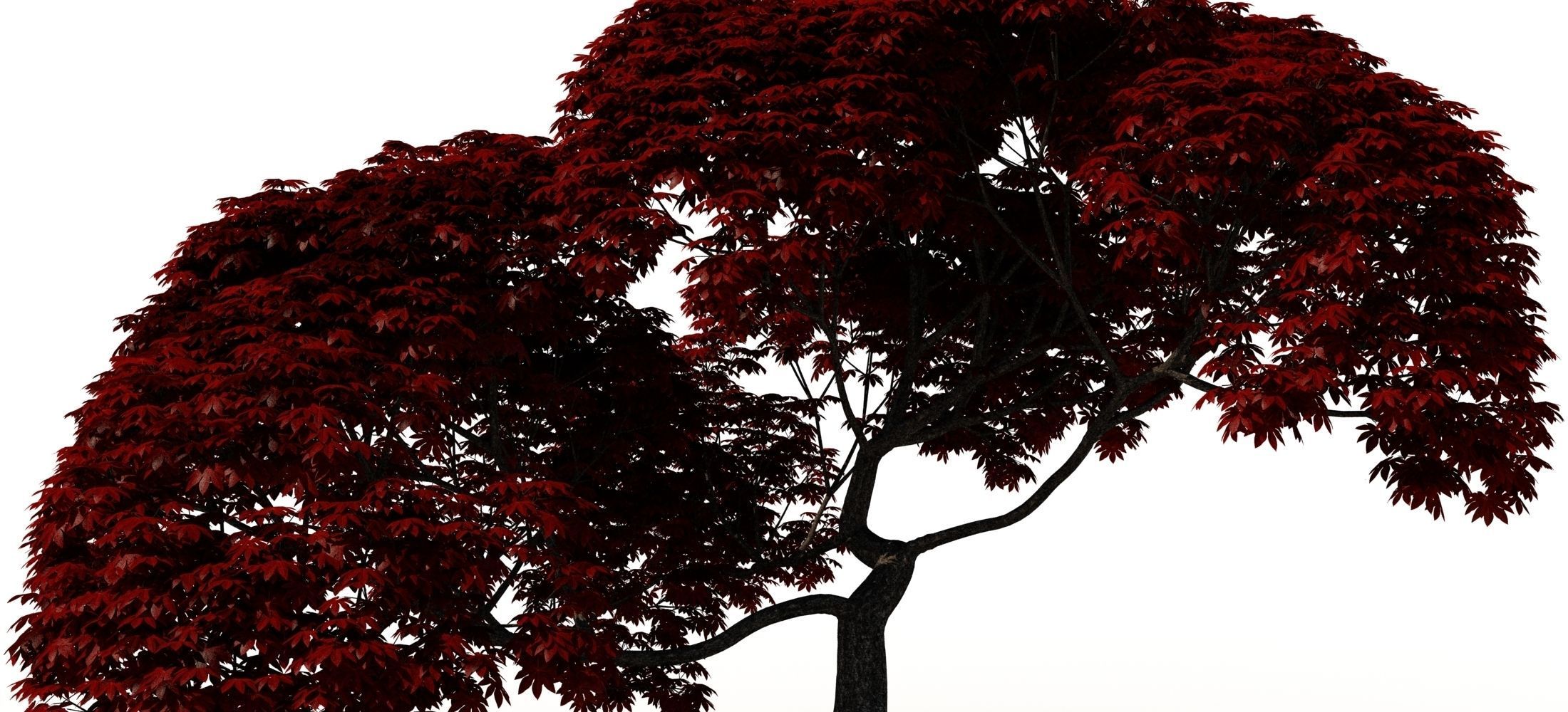 Japanese Maple A 3D model | CGTrader