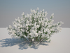 Serviceberry flowers 3D model | CGTrader