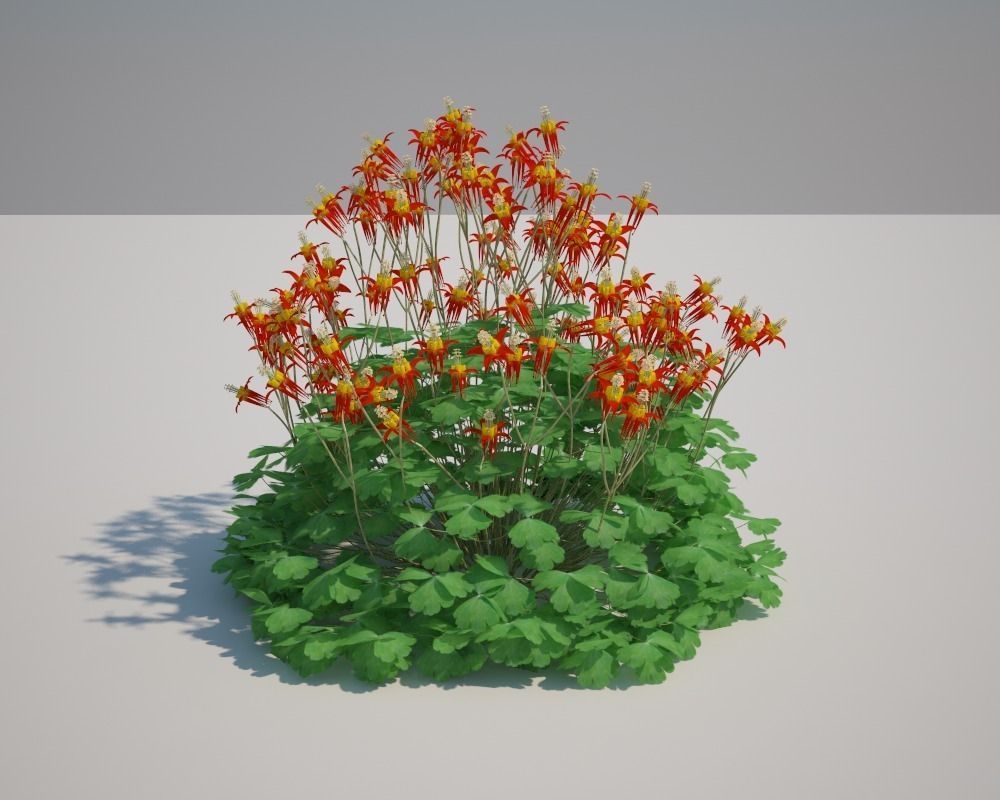 Red Columbine 3D model | CGTrader