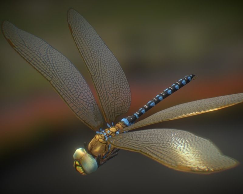 3D model Animated Dragonfly VR / AR / low-poly FBX | CGTrader.com
