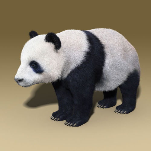 Panda Bear FUR 3D Model .max .obj .fbx - CGTrader.com