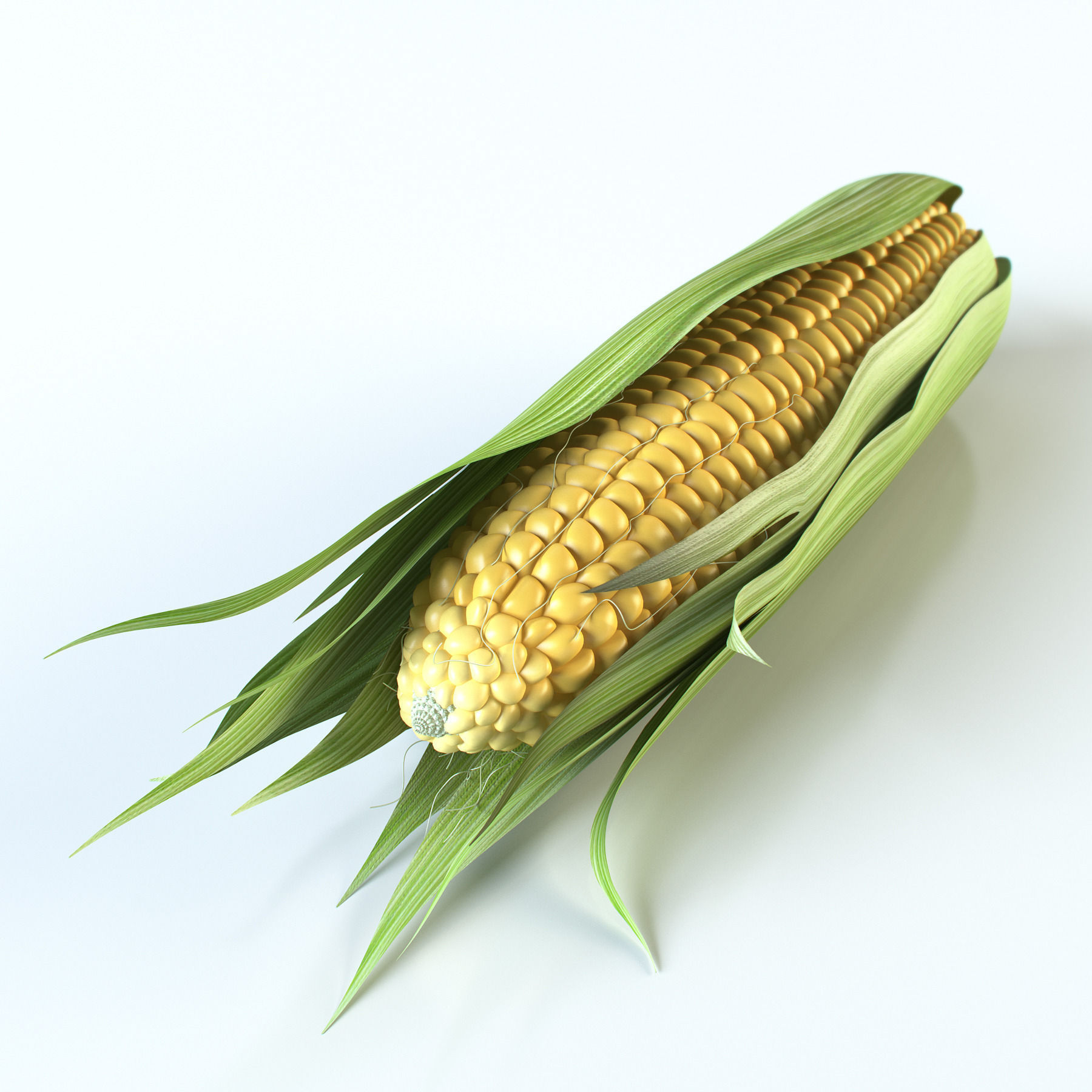 Realistic Corn ear of 3D model | CGTrader
