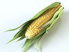 Realistic Corn ear of 3D model | CGTrader