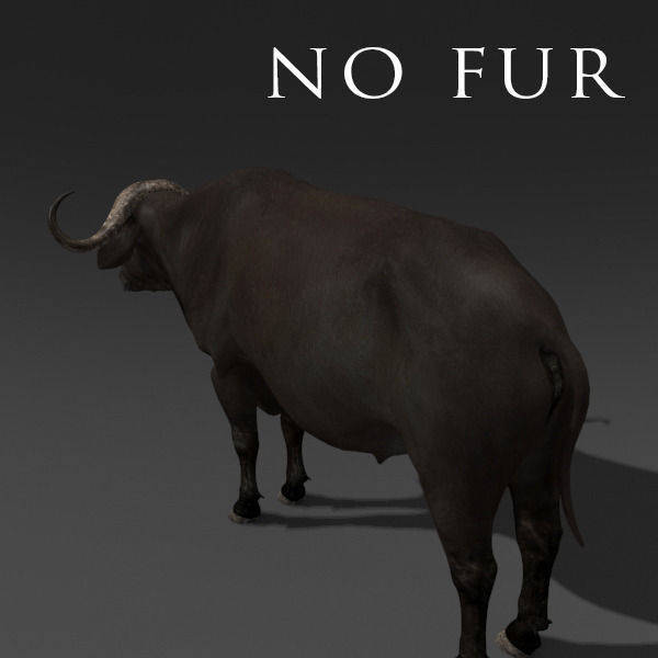 Animated Buffalo - 3d model 3D model animated rigged | CGTrader