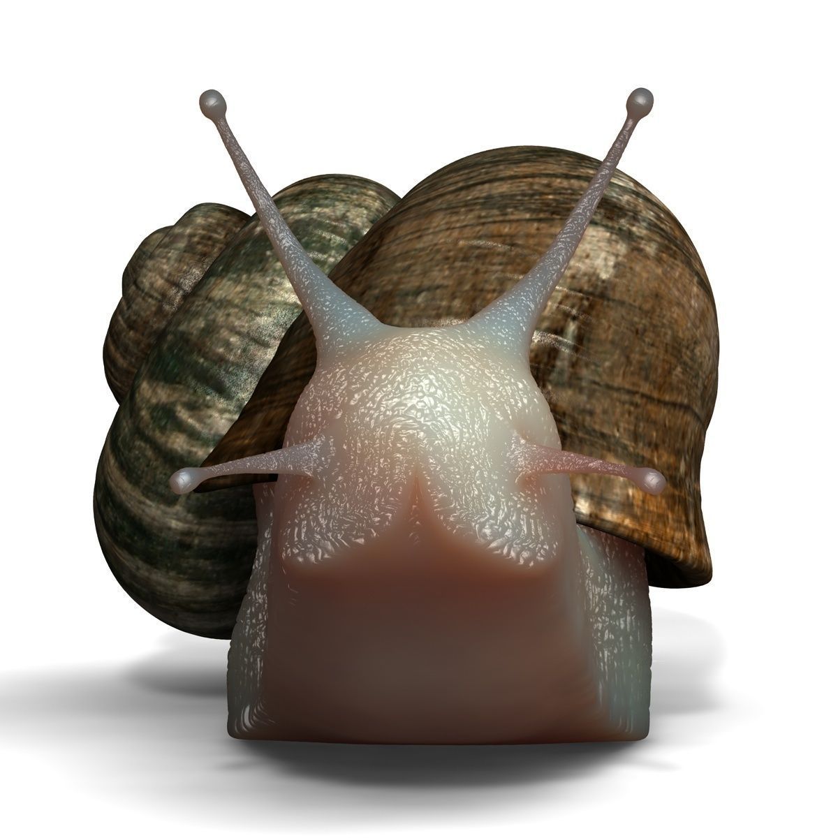 Realistic Snail 3D Model .obj .3ds .fbx .c4d - CGTrader.com