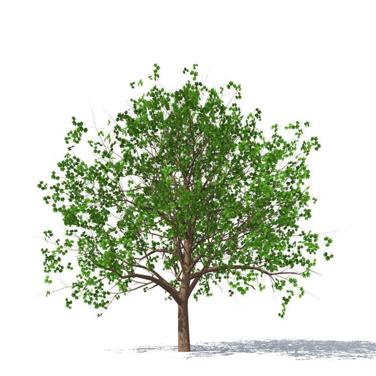 italian maple 3D model | CGTrader