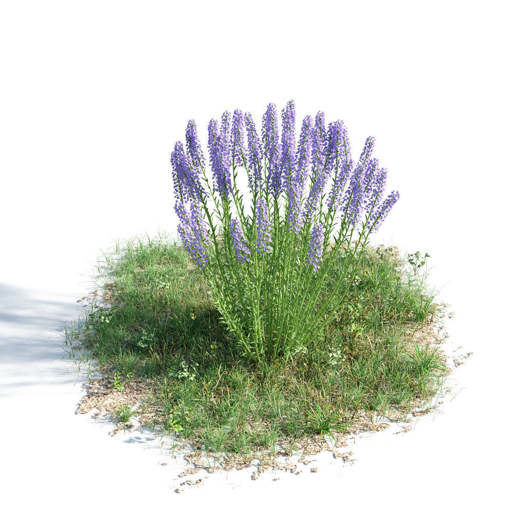 Lavandula angustifolia 35 am154 3D model | CGTrader