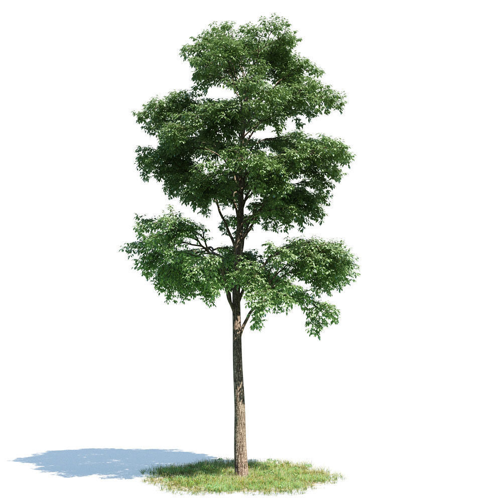 Bucida buceras 09 am154 3D model | CGTrader