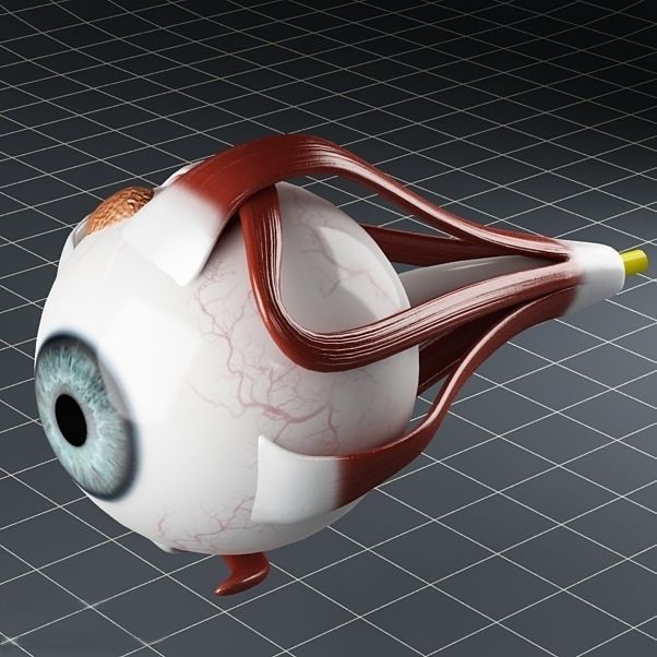 Anatomy eye 3D model | CGTrader
