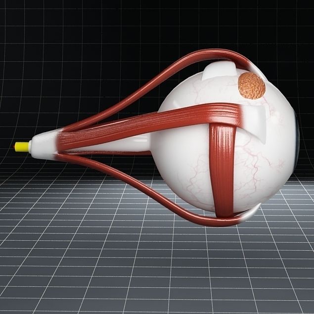 Anatomy eye 3D model | CGTrader