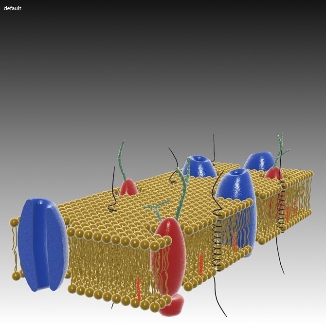 Cell Membrane 3D model animated | CGTrader