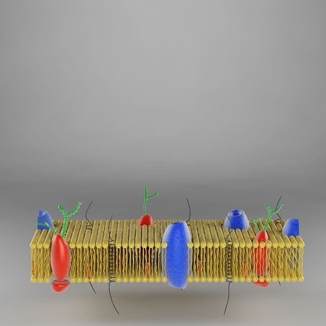 Cell Membrane 3D model animated | CGTrader