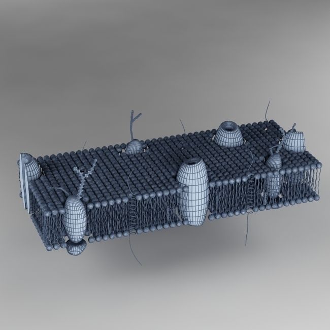 Cell Membrane 3D model animated | CGTrader