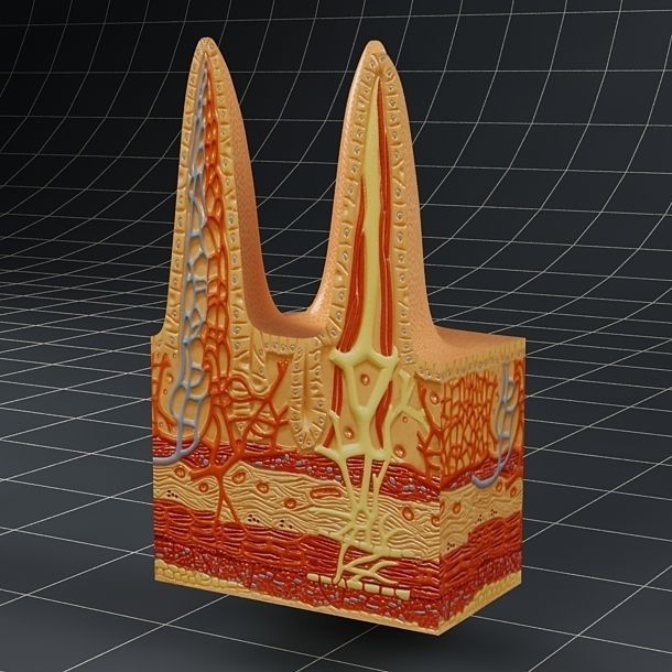 Anatomy Intestinal villi 3D model | CGTrader