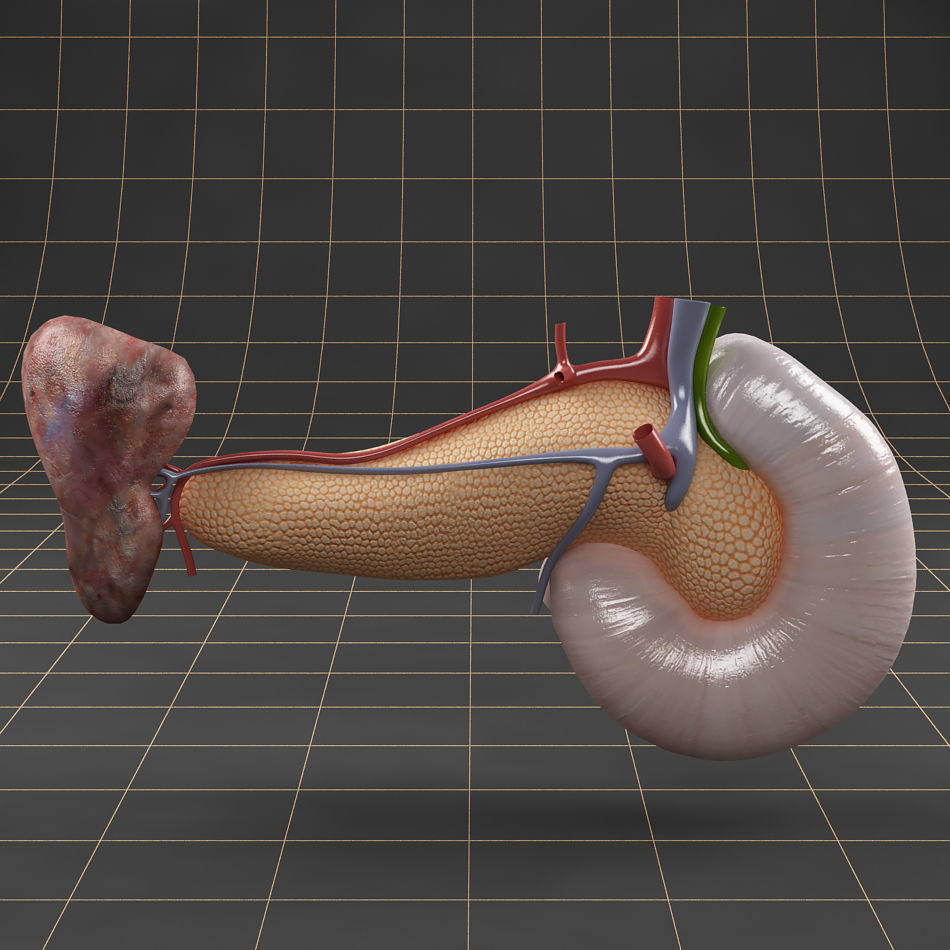 Anatomy pancreas duodenum spleen 3D model | CGTrader