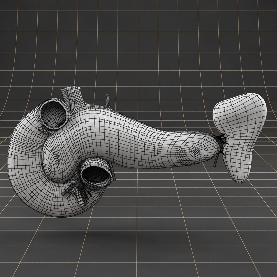 Anatomy pancreas duodenum spleen 3D model | CGTrader
