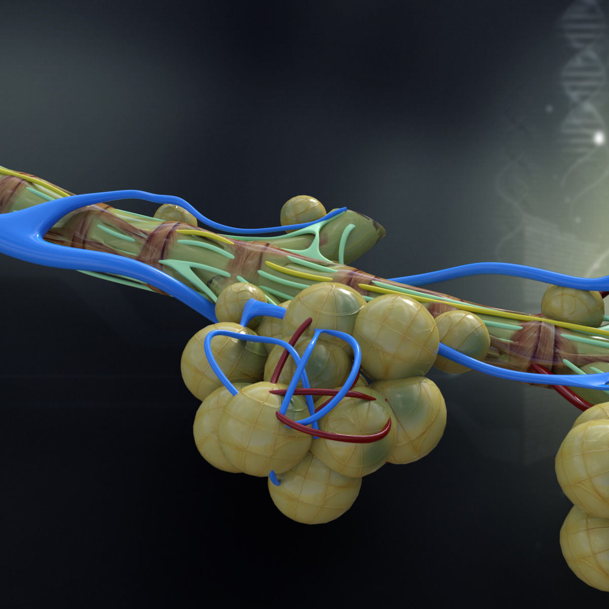 Human Bronchial Anatomy 3D model | CGTrader
