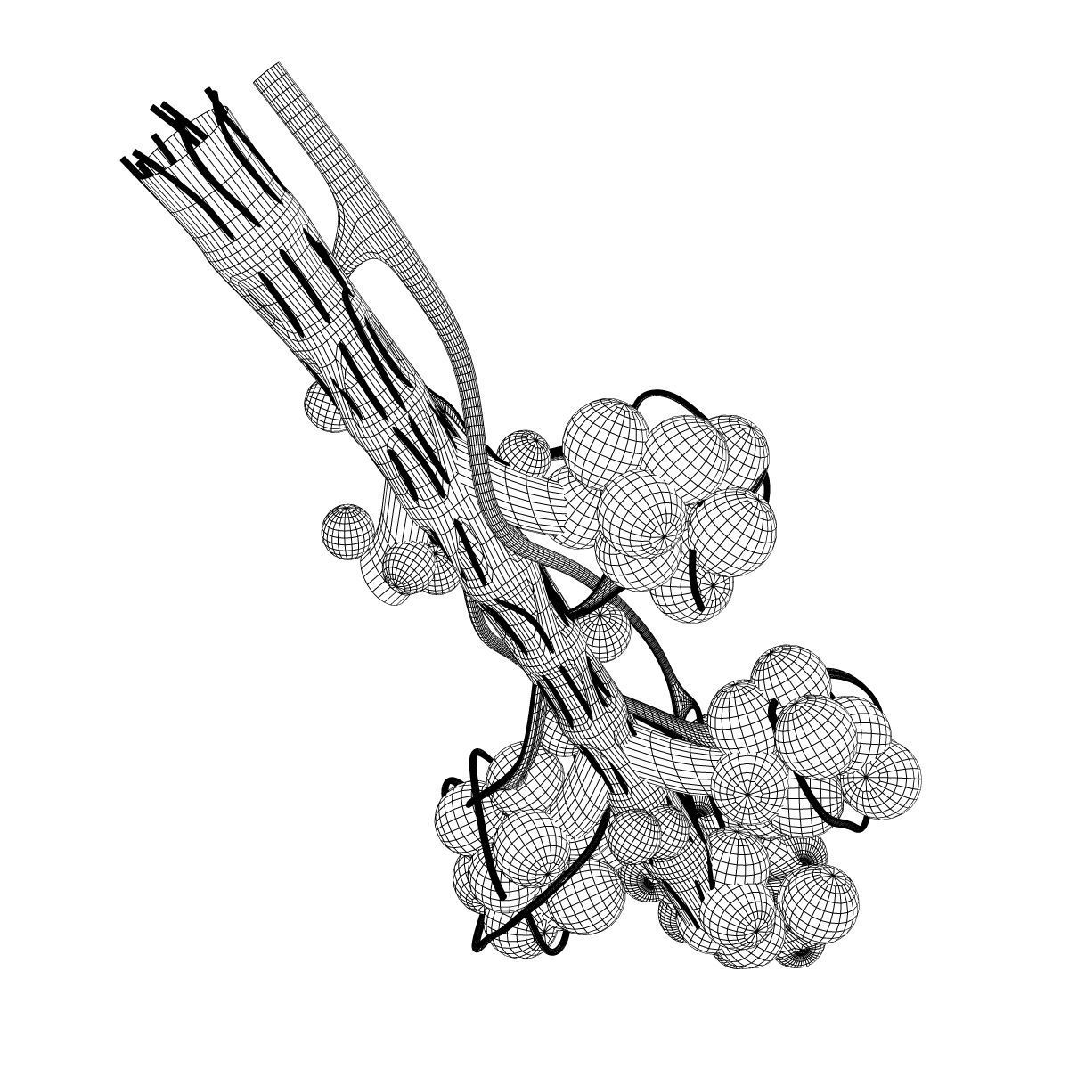 Human Bronchial Anatomy 3D model | CGTrader