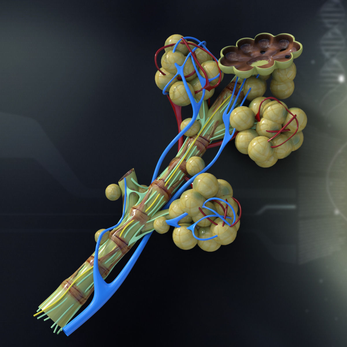 Human Bronchial Anatomy 3D model | CGTrader