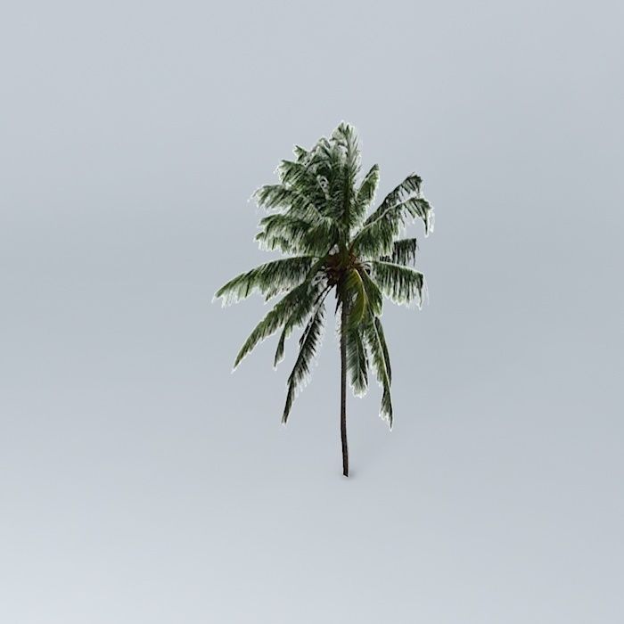 Malayan Coconut Tree free 3D model | CGTrader