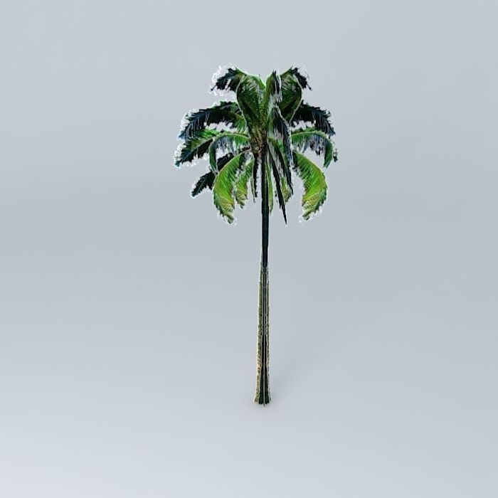 Coconut Tree free 3D model | CGTrader