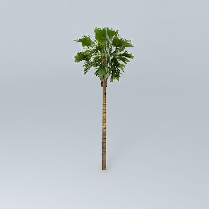 Californian Palm Tree free 3D model | CGTrader