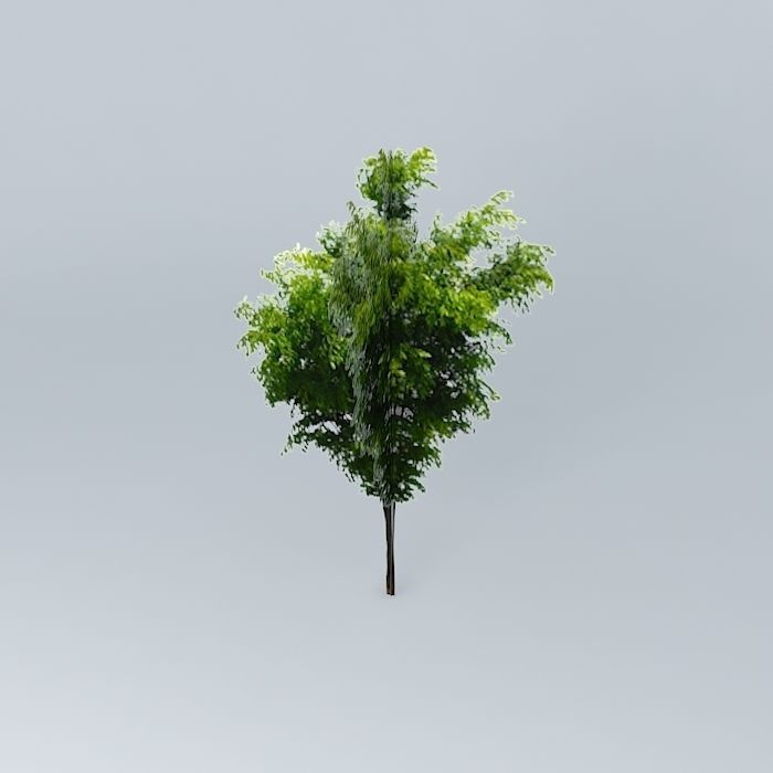 Cherry Tree free 3D model | CGTrader