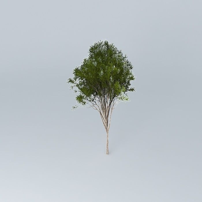 Australian Tea Tree Melaleuca alternifolia 1 free 3D model | CGTrader