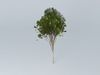 Australian Tea Tree Melaleuca alternifolia 1 free 3D model | CGTrader