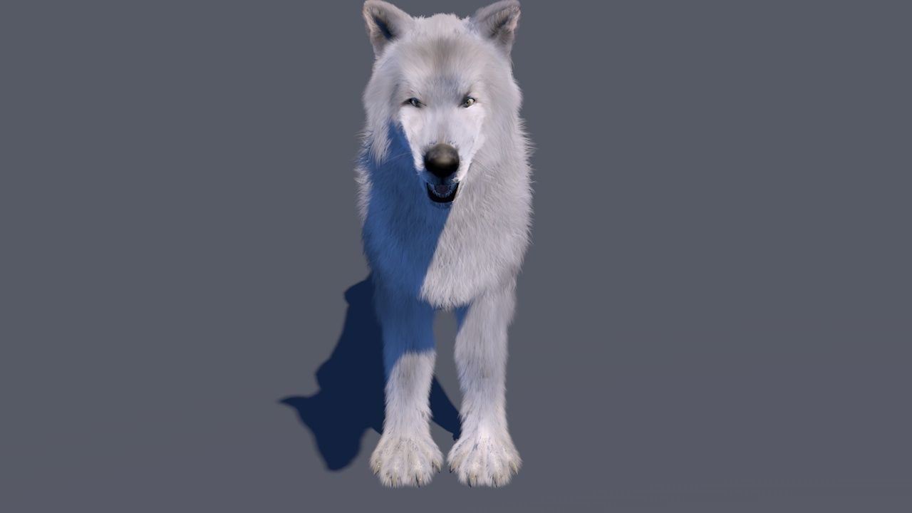 3D model White wolf FUR RIGGED VR / AR / low-poly rigged | CGTrader