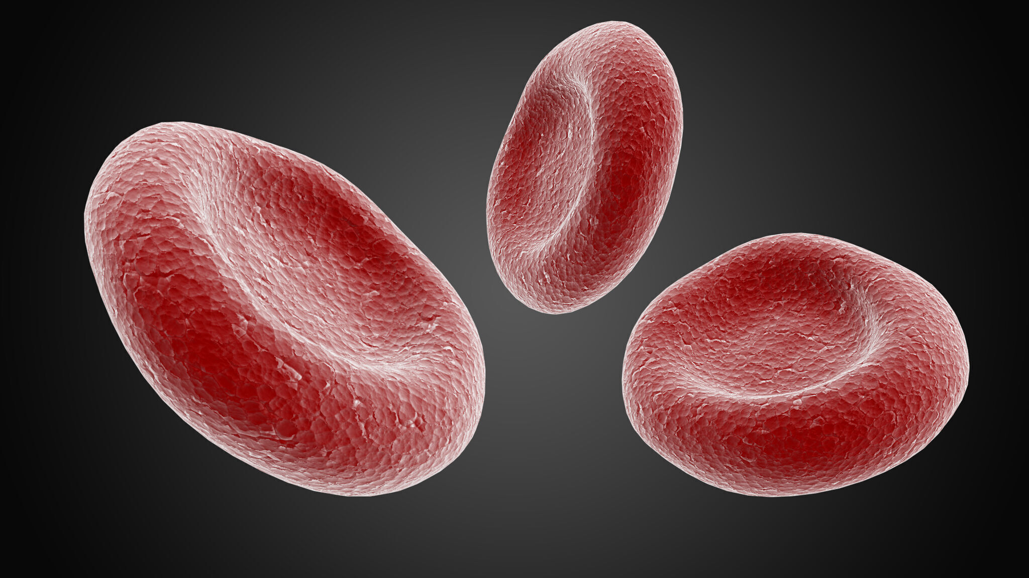 Red Blood Cell 3D model | CGTrader