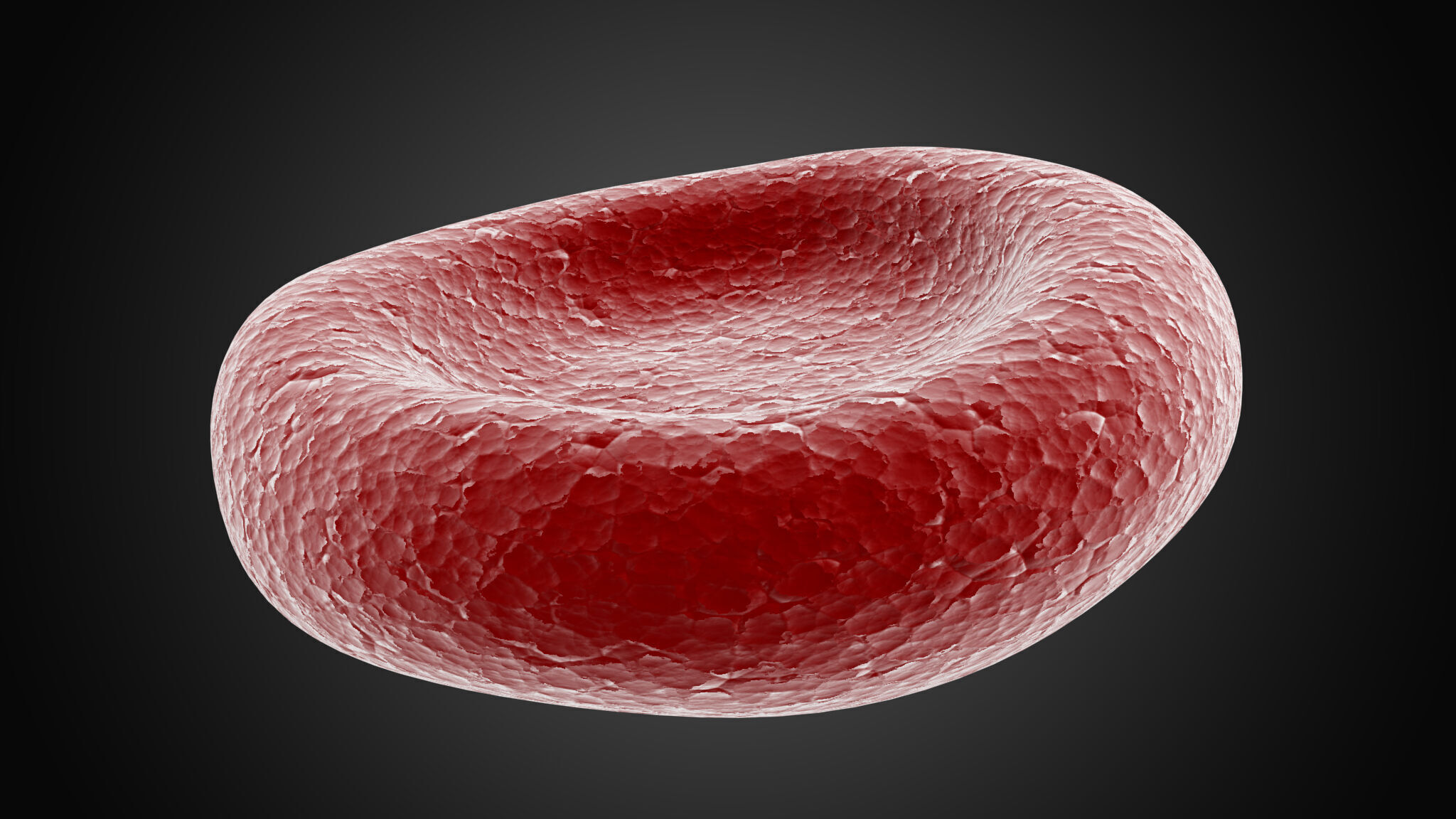 Red Blood Cell 3D model | CGTrader