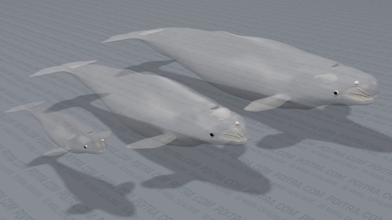 Beluga Whales Family -Delphinapterus Leucas- Male Female Calf - 3D ...