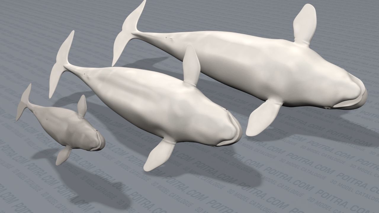 Beluga Whales Family -Delphinapterus Leucas- Male Female Calf - 3D ...
