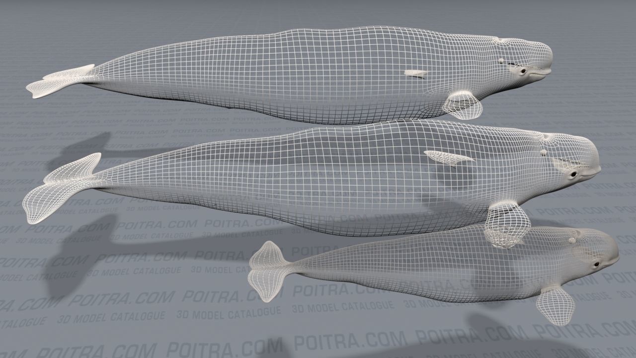 Beluga Whales Family -Delphinapterus Leucas- Male Female Calf - 3D ...