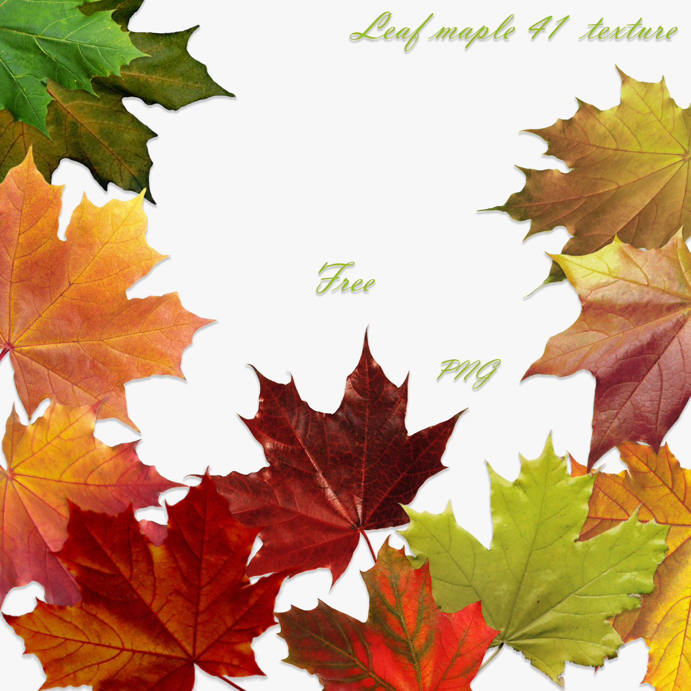 Leaf maple texture 01 free Texture | CGTrader