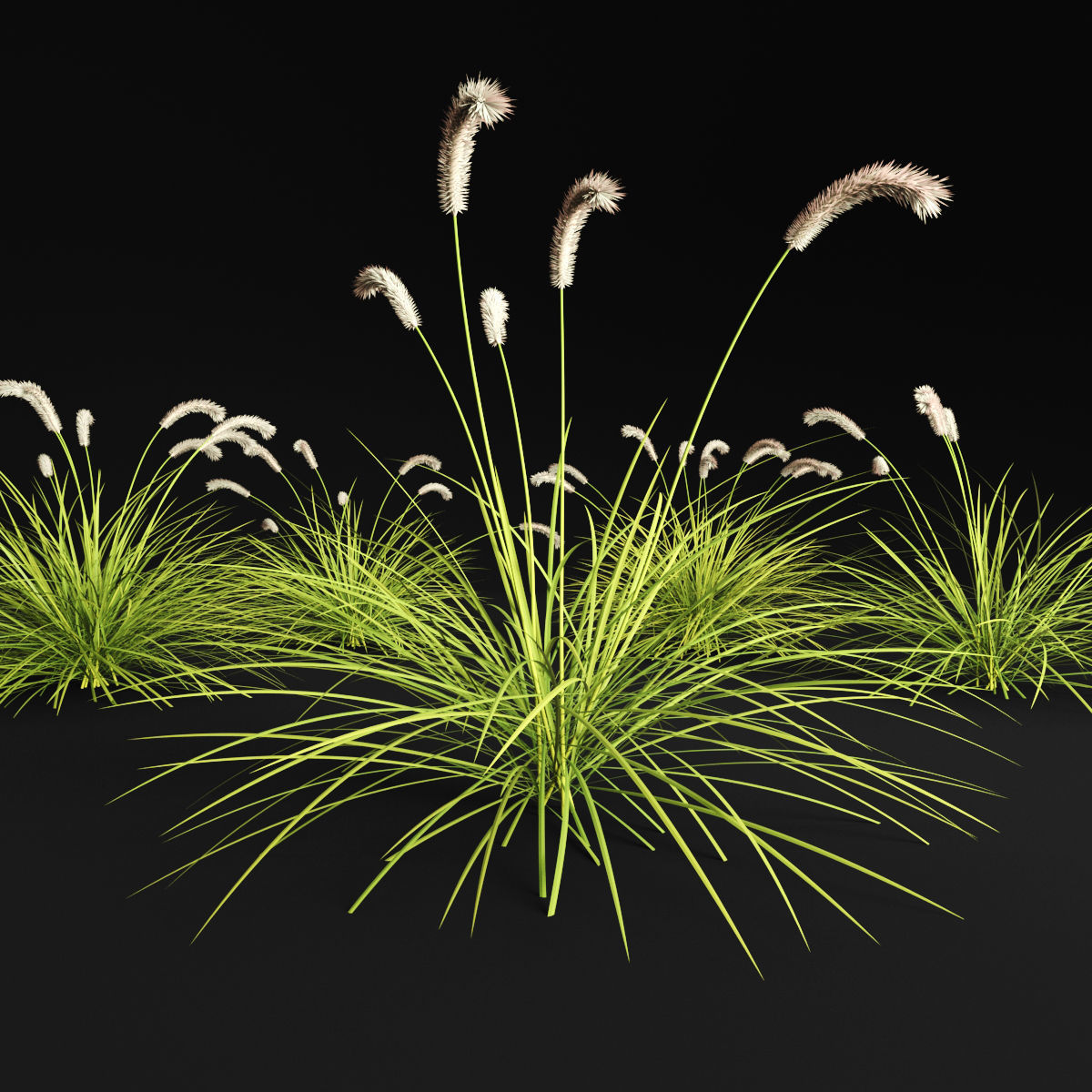 pennisetum fox tail 3D model | CGTrader