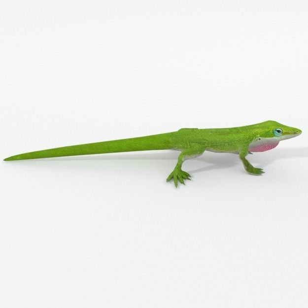 3D model Anole Lizard - Carolina anole VR / AR / low-poly | CGTrader