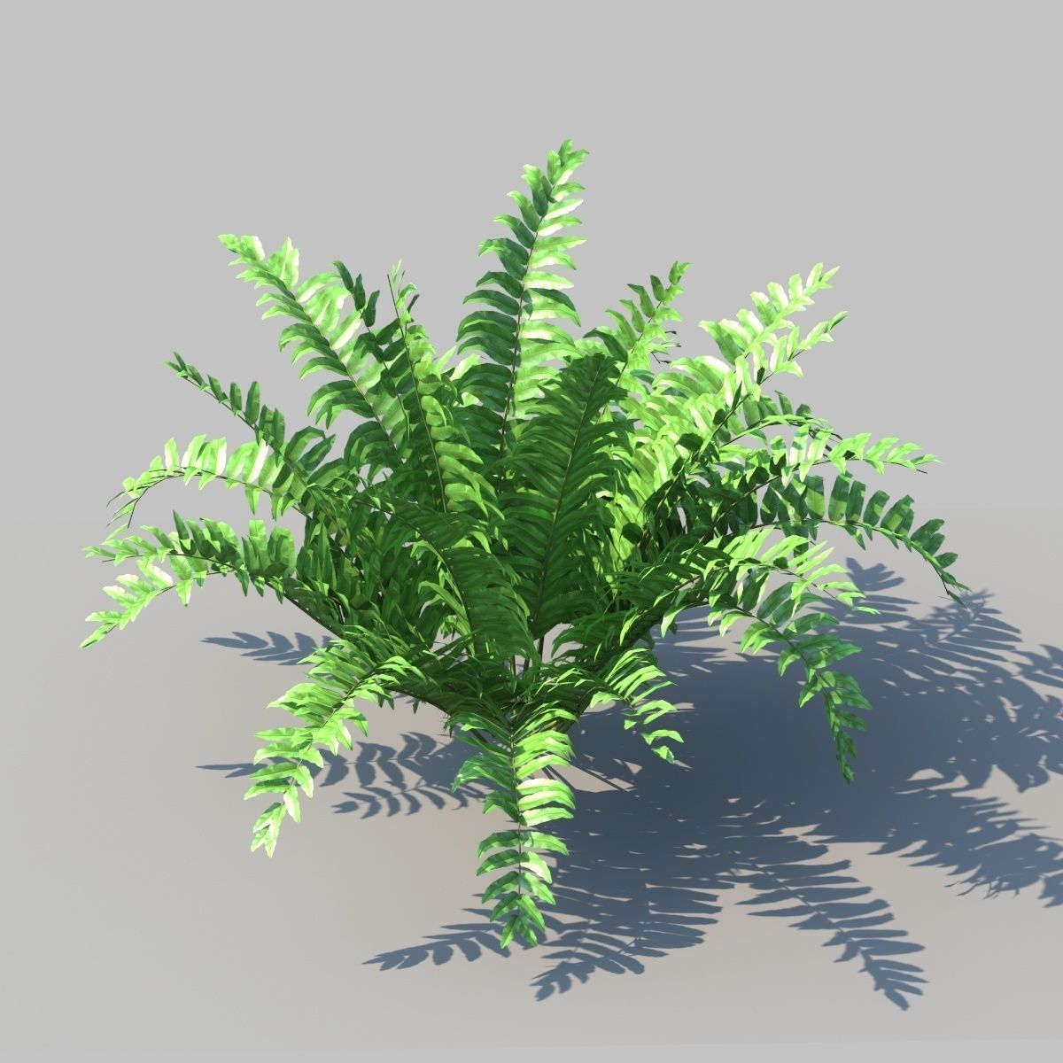 Boston Fern With Animation 3D model animated | CGTrader