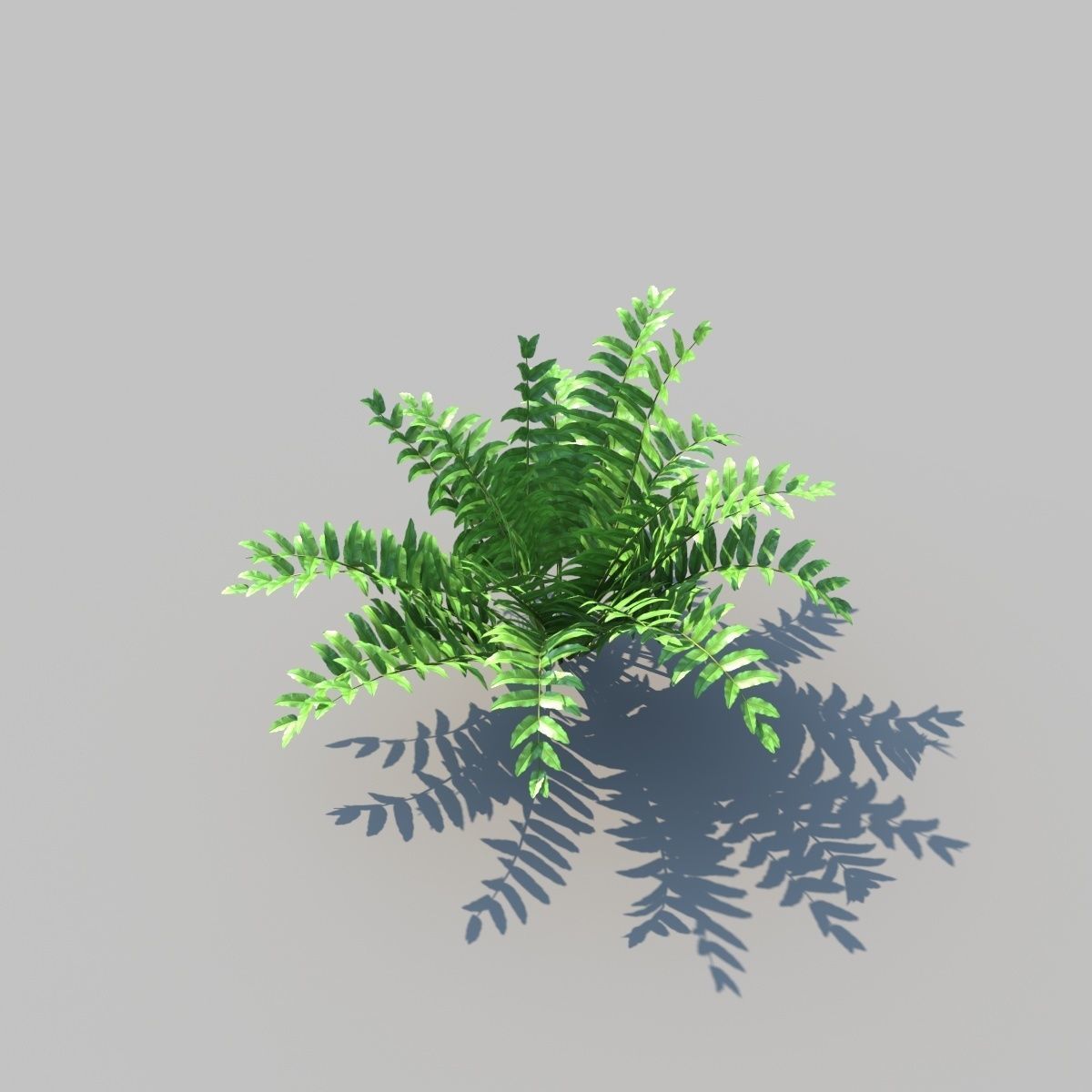 Boston Fern With Animation 3D model animated | CGTrader