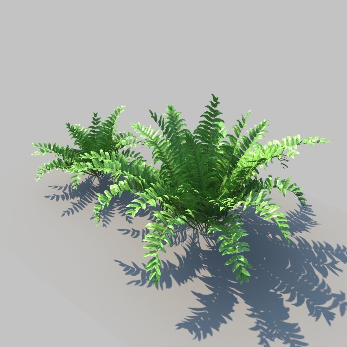 Boston Fern With Animation 3D model animated | CGTrader