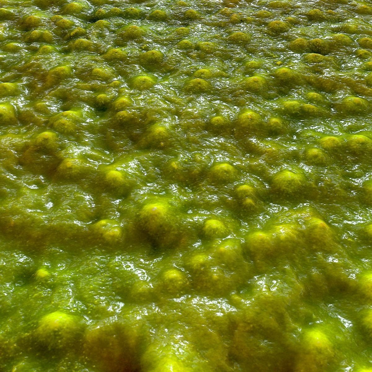 Alien Skin 01 PBR Texture Texture | CGTrader