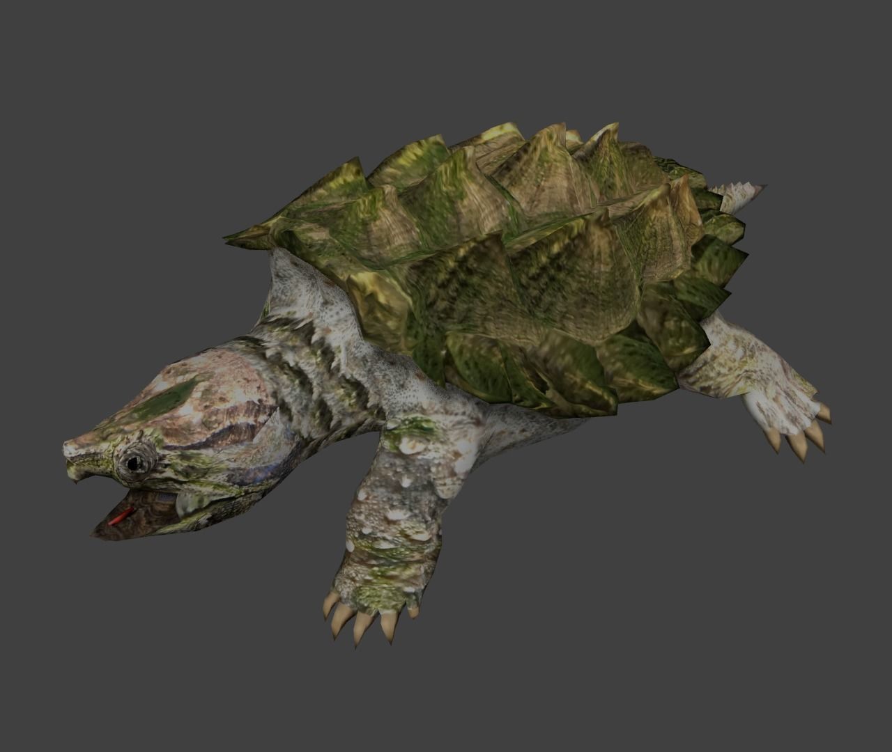 Alligator snapping turtle 3D model animated rigged | CGTrader