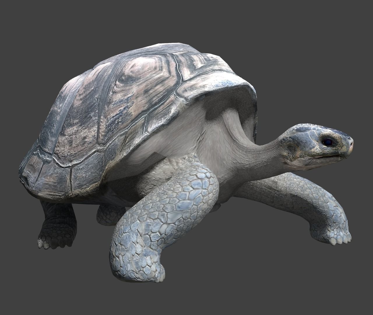 Giant tortoise 3D model animated rigged | CGTrader