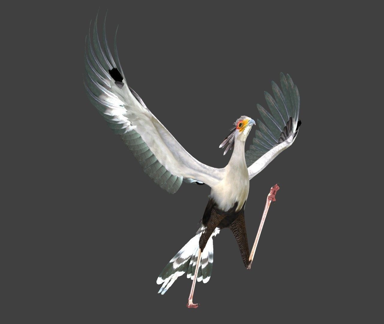 Secretarybird bird in flight 3D model animated rigged | CGTrader