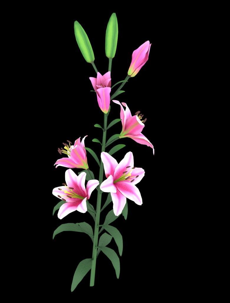 3D model Flower LiLi VR / AR / low-poly | CGTrader