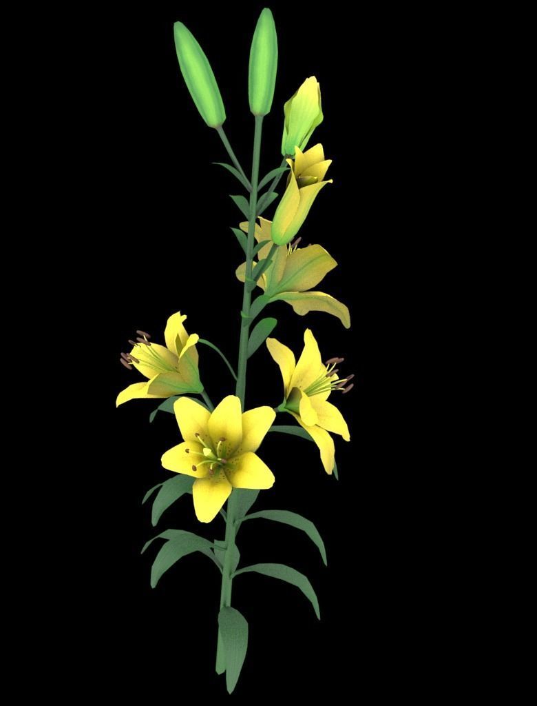 3D model Flower LiLi VR / AR / low-poly | CGTrader